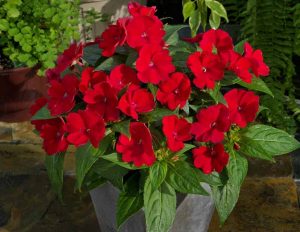 Bidens - Rasadnik cveća - Milivojević